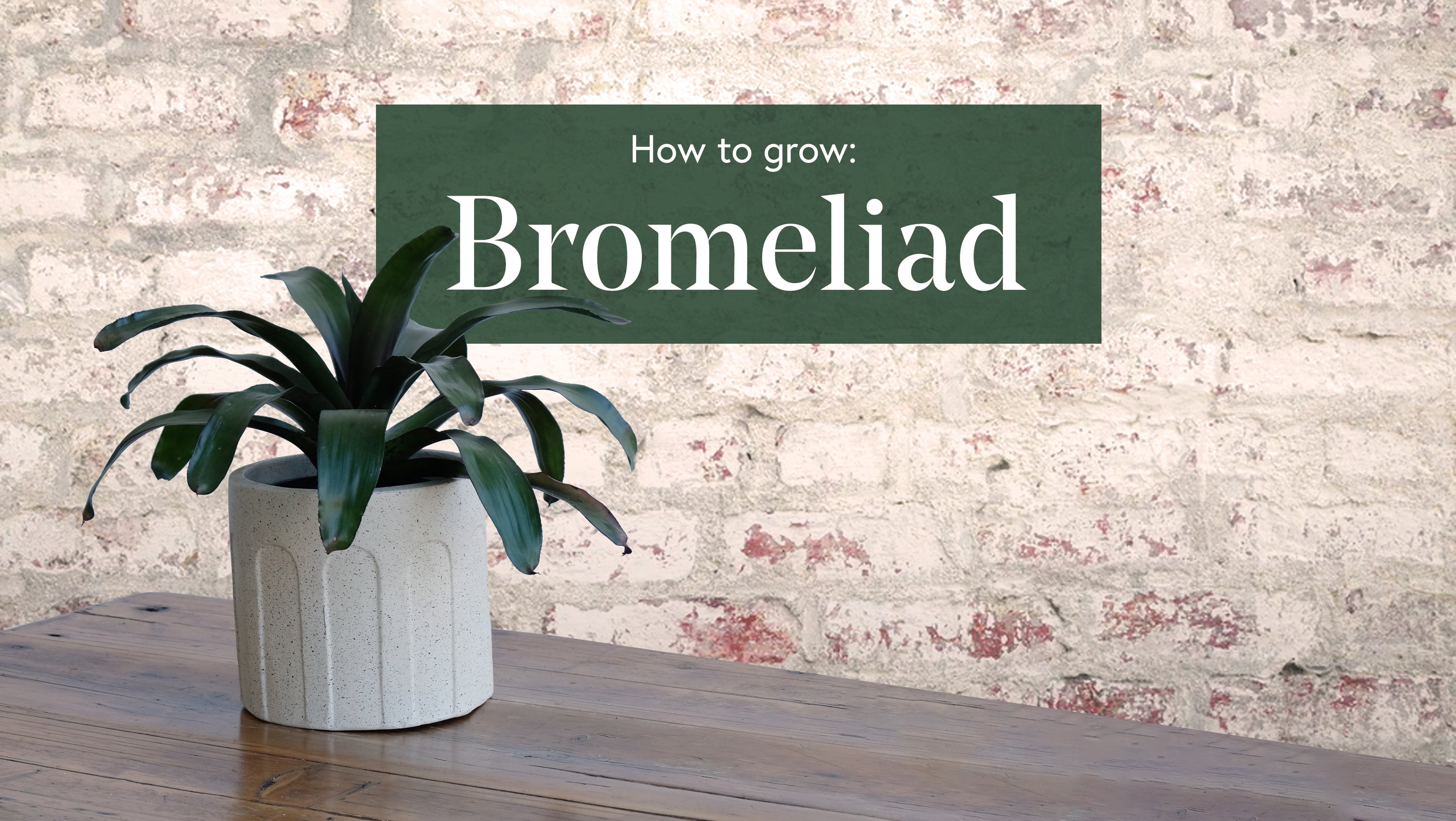 How to grow a bloomin' Bromeliad – We The Wild
