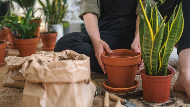 A guide to repotting this Spring – We The Wild