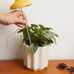 Instant Sun Grow Lamp – We The Wild