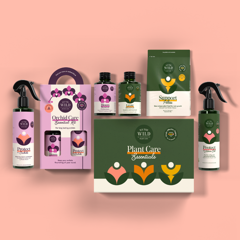 Orchid Care – We The Wild
